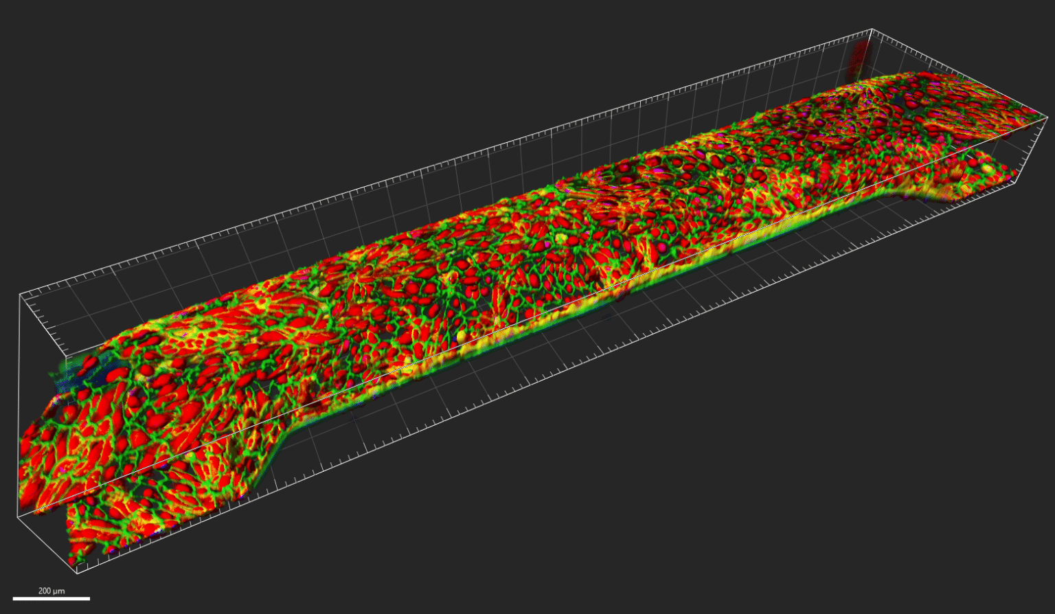 Developing a Blood-Brain Barrier System